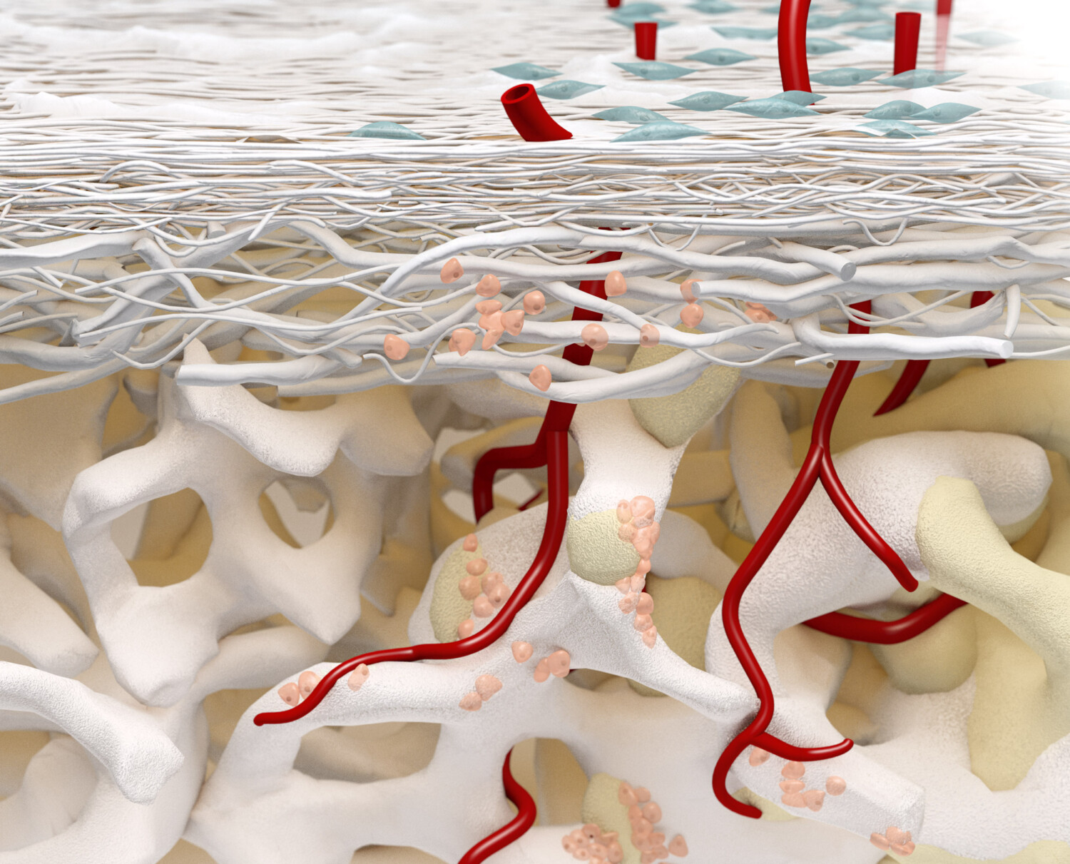 Geistlich Bio-Oss® - The Original Xenograft Bone Substitute