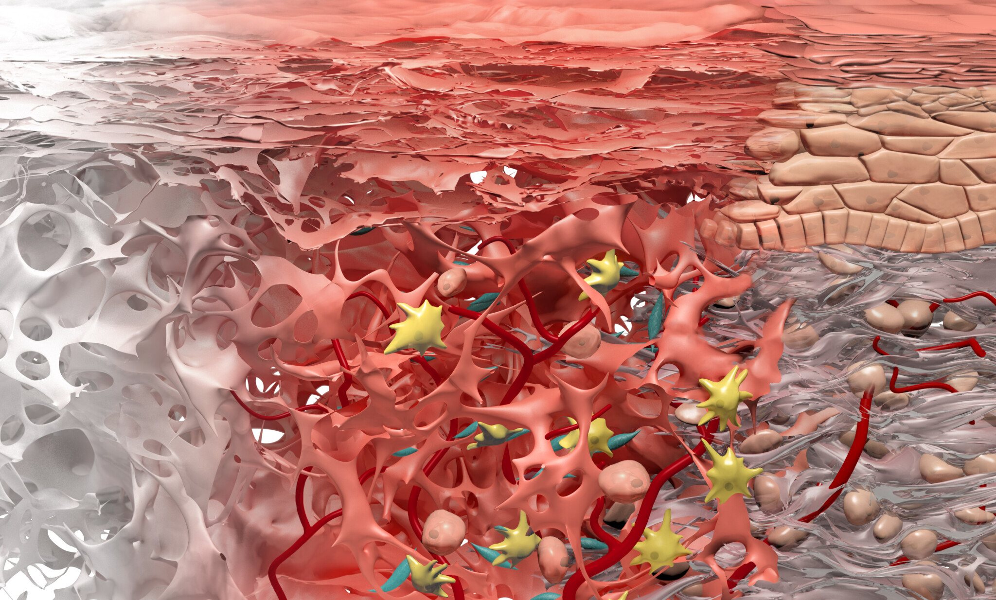 Geistlich Mucograft®- Redefining the Soft Tissue Matrix - Geistlich